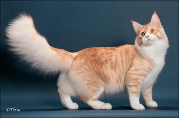 Blazetail | Warrior Cats Fandom Wiki | Fandom