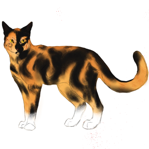 Brightshine (BSd) | Warrior Cats Fandom Wiki | Fandom