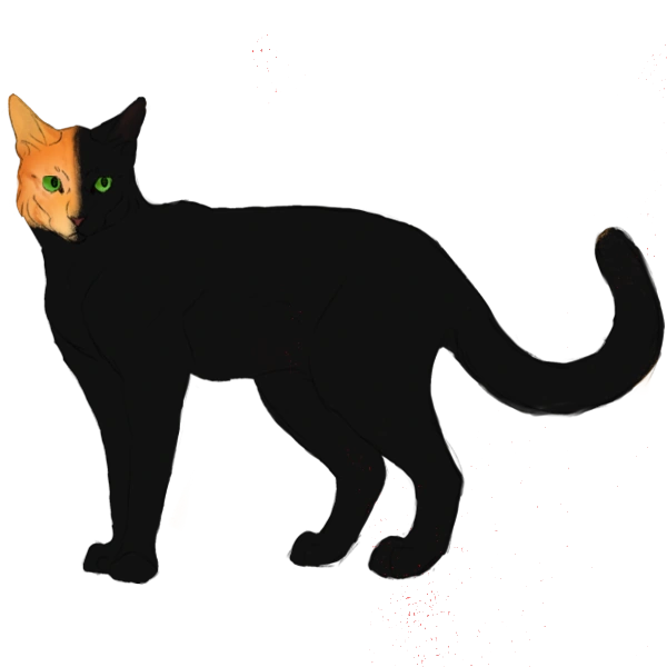 Glimmerfrost (BSd) | Warrior Cats Fandom Wiki | Fandom