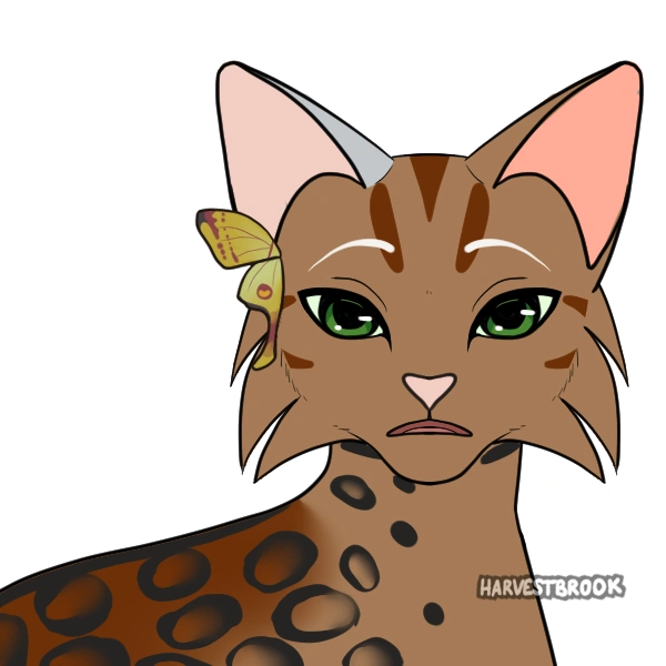 Silverear(FKP) | Warrior Cats Fandom Wiki | Fandom