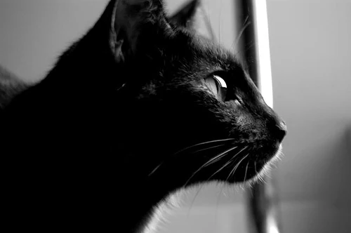 Shadowstar | Warriorcats roleplaying fandom Wikia | Fandom