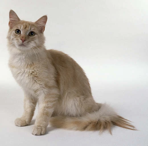Larchkit(MV) | Warrior Cats Wiki | Fandom