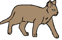 Hazelpaw | Warrior Cats Forever Wiki | Fandom