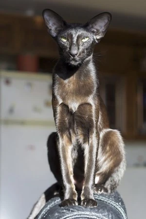 Squirrelkit | Warriorcatsofthewildforest Wiki | Fandom