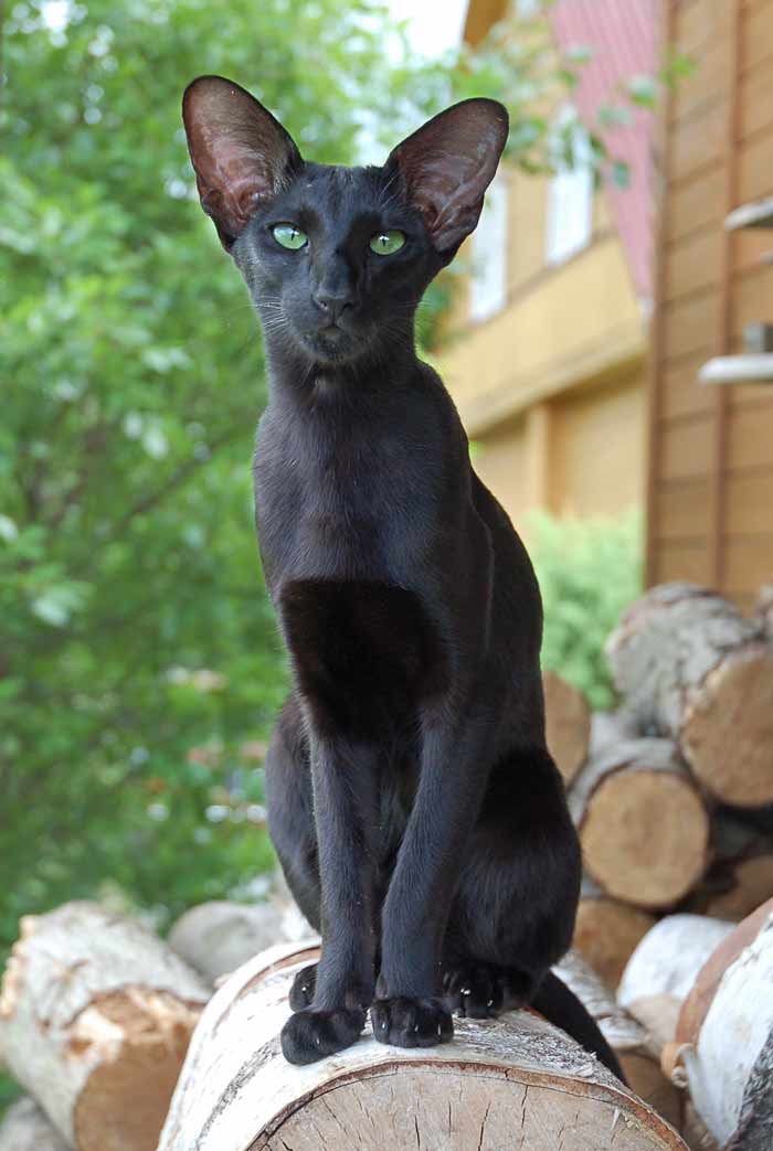 Wetkit Warriorcatsofthewildforest Wiki Fandom