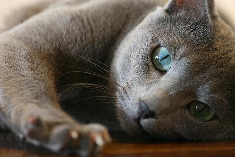 Bluetail | Warriorcatsofthewildforest Wiki | Fandom