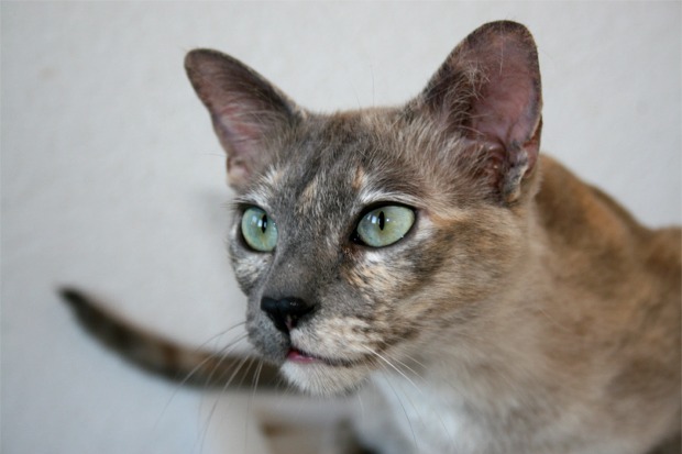 Guppynose Warriorcatsofthewildforest Wiki Fandom