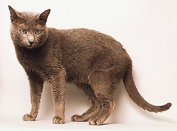 Featherflight | Warrior Cats - The lost Wiki | Fandom