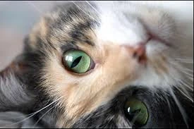 Meadowleaf | Warrior Cats - The lost Wiki | Fandom