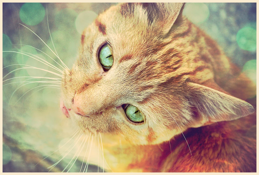 Glowingstar | Warrior Cats - The lost Wiki | Fandom