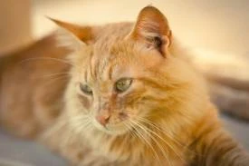 Redshade | Warrior Cats - The lost Wiki | Fandom