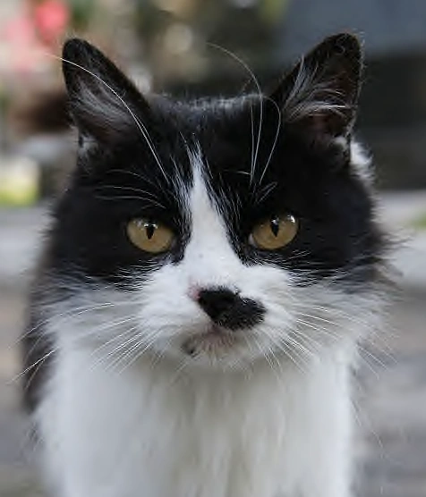 Blackshadow | Warrior Cats - The lost Wiki | Fandom