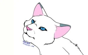 Swiftshadow | Warrior Cats - The lost Wiki | Fandom