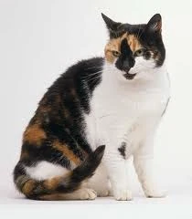 Rainpath | Warrior Cats - The lost Wiki | Fandom