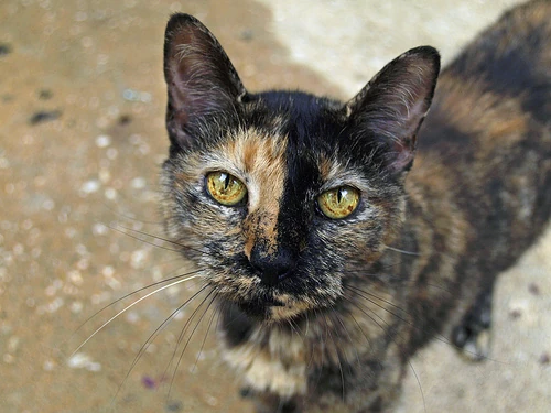 Greenheart | Warrior Cats - The lost Wiki | Fandom