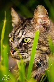 Brownie | Warrior Cats - The lost Wiki | Fandom