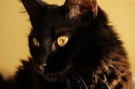 Sharpstar | Warrior Cats - The lost Wiki | Fandom