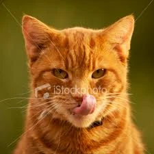 Fire | Warrior Cats - The lost Wiki | Fandom