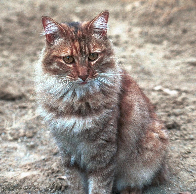 Rosepaw (Ankle) | Warrior Clan Cats Wiki | Fandom