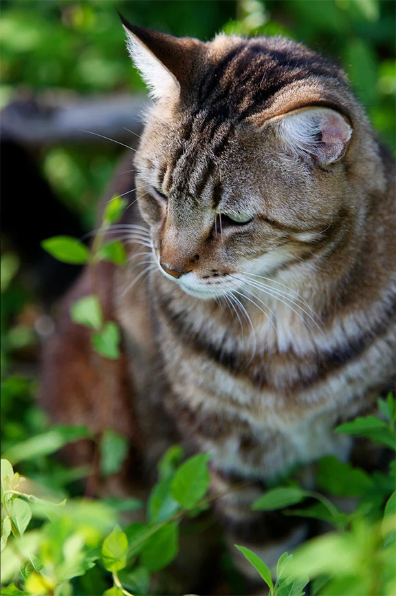 Tigerflower (Sun) | Warrior Clan Cats Wiki | Fandom