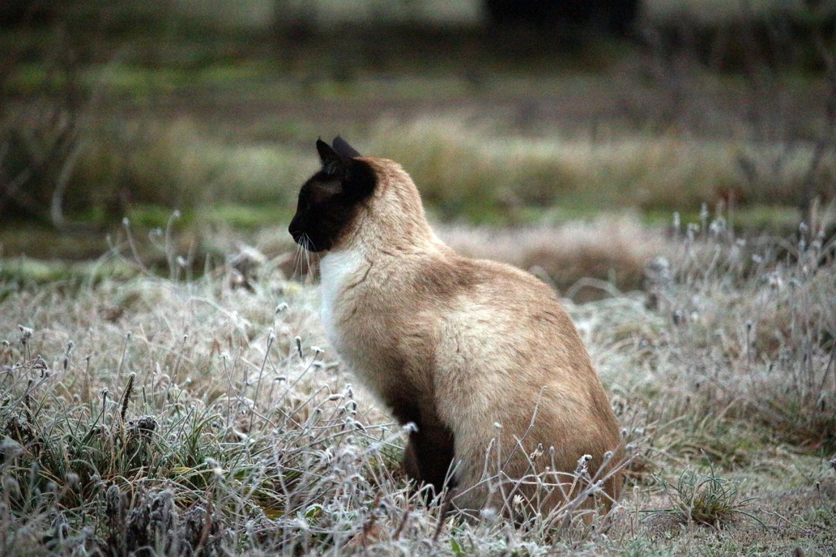 Ospreykit (Seer) | Warrior Clan Cats Wiki | Fandom