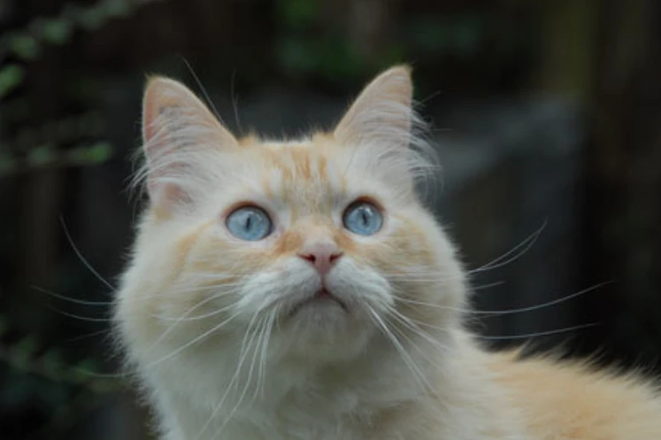 Dawnfeather (Cocoa) | Warrior Clan Cats Wiki | Fandom