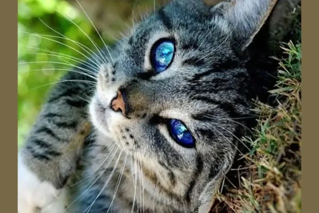 Stormpaw (Stormy) | Warrior Clan Cats Wiki | Fandom