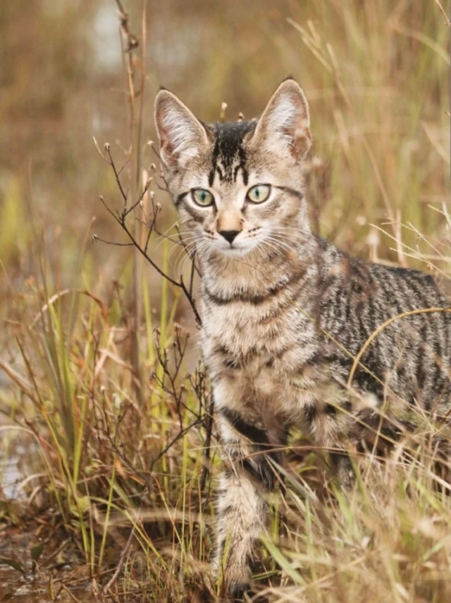 Hollowkit (Clover) | Warrior Clan Cats Wiki | Fandom