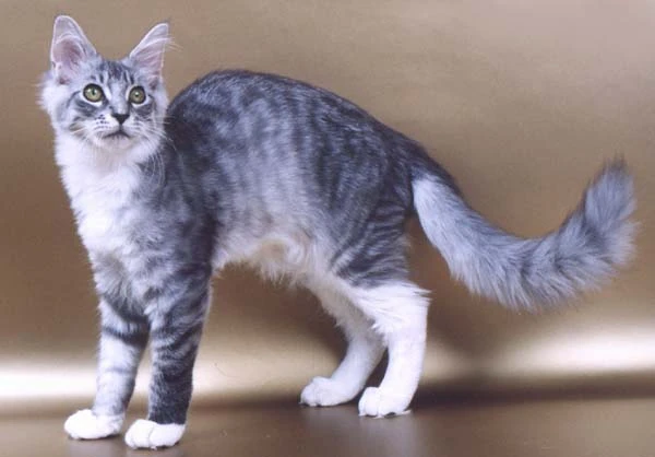 Drizzlekit (Nyx) | Warrior Clan Cats Wiki | Fandom