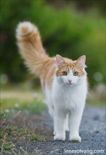 Flamepaw Aspen Warrior Clan Cats Wiki Fandom