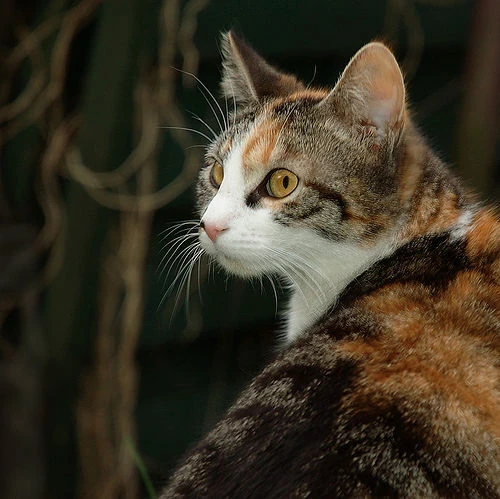 Cloverpaw (Clover) | Warrior Clan Cats Wiki | Fandom