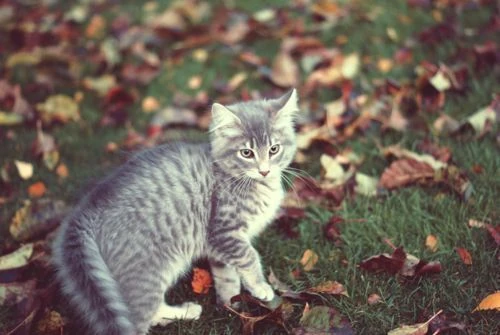 Pebblepaw (Wisp) | Warrior Clan Cats Wiki | Fandom