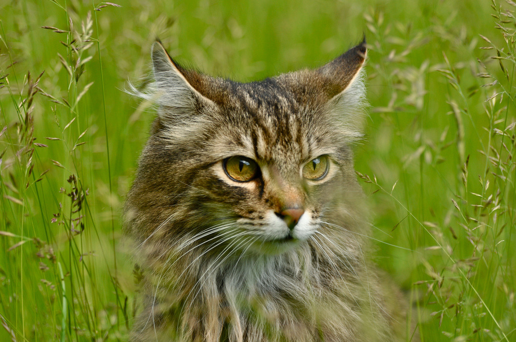 Bramblefrost Icee Warrior Clan Cats Wiki Fandom