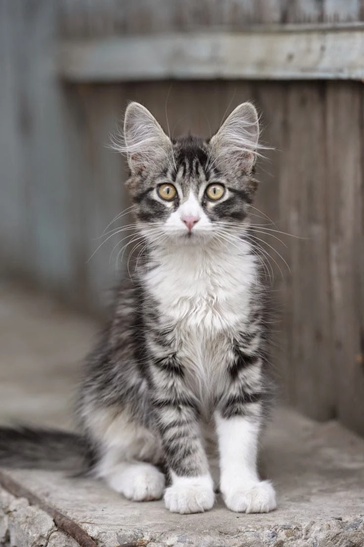 Littlepaw (Hazel) | Warrior Clan Cats Wiki | Fandom