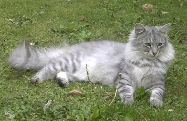 Cinderkit (Charlee Cat) | Warrior Clan Cats Wiki | Fandom