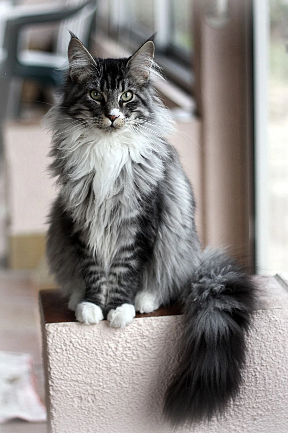 Drizzlepaw (Kari) | Warrior Clan Cats Wiki | Fandom
