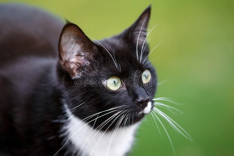 Cinderkit (ginger) | Warrior Clan Cats Wiki | Fandom