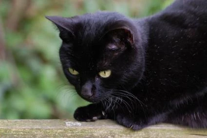 Willowpaw (Willowbreeze) | Warrior Clan Cats Wiki | Fandom