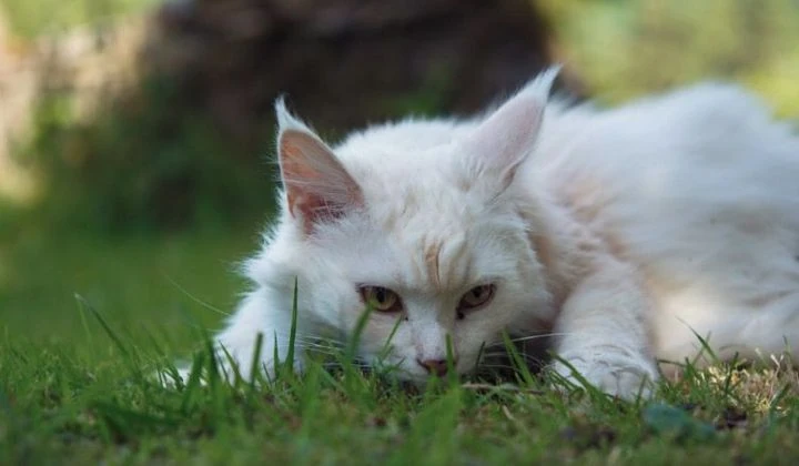 Egretswoop (Kitty) | Warrior Clan Cats Wiki | Fandom
