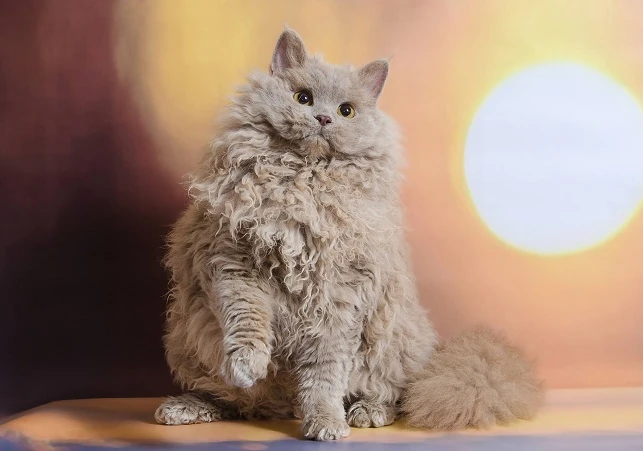 Curlyfluff (Ice) | Warrior Clan Cats Wiki | Fandom