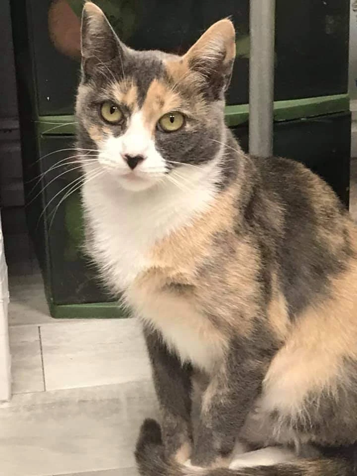 Eosphoros (kjSage) | Warrior Clan Cats Wiki | Fandom