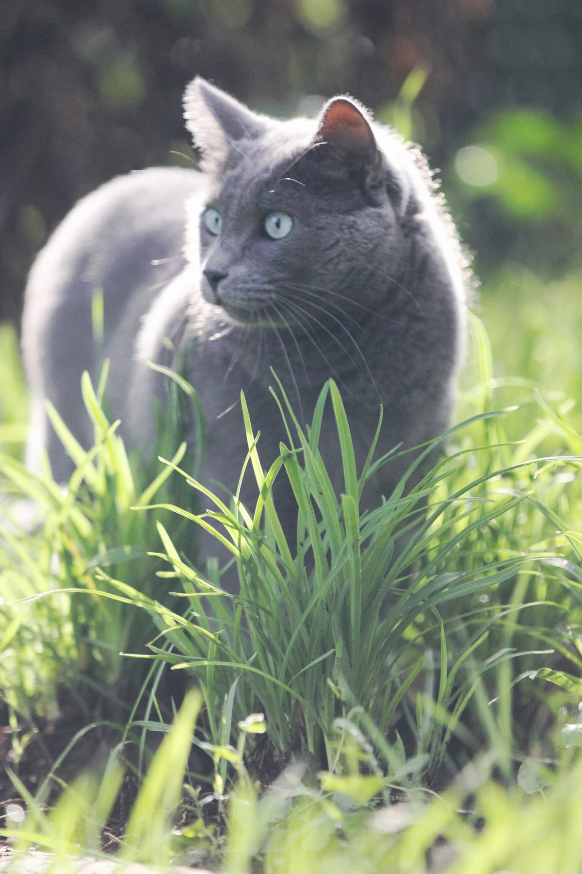 Icewhisker (Icee) | Warrior Clan Cats Wiki | Fandom