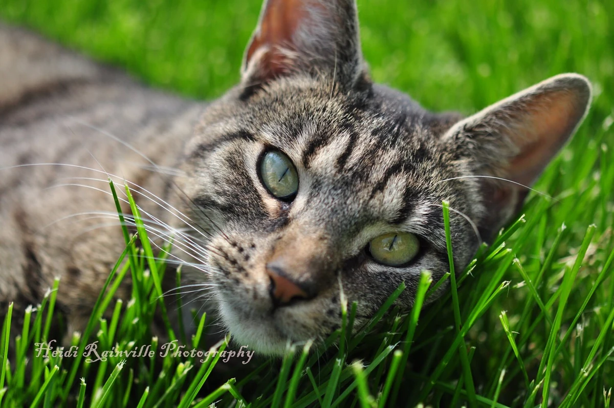 Jayflight (addie) | Warrior Clan Cats Wiki | Fandom