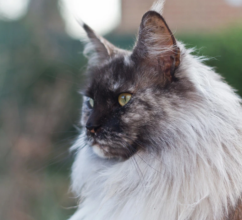 Vulturecry (Seer) | Warrior Clan Cats Wiki | Fandom