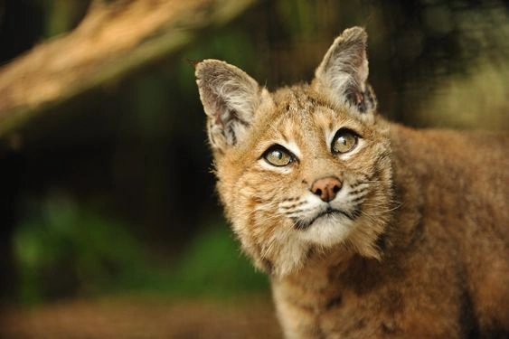 Sillykit (kieer) | Warrior Clan Cats Wiki | Fandom