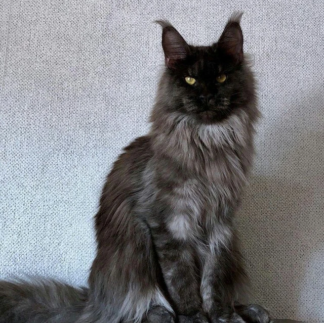 Pantherpounce (verychuu) | Warrior Clan Cats Wiki | Fandom