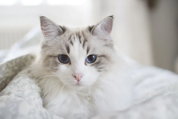 Willowbreeze (Sunlit) | Warrior Clan Cats Wiki | Fandom