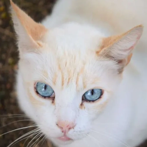 Falconmoon (Tara) | Warrior Clan Cats Wiki | Fandom