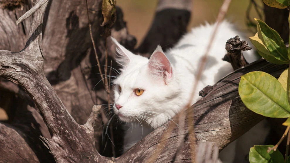 Yarrowpaw (Seer) | Warrior Clan Cats Wiki | Fandom