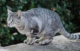 Nightstar (Splotch) | Warrior Clan Cats Wiki | Fandom